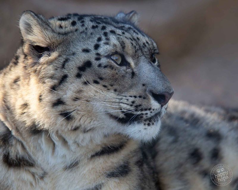 Mill Mountain Zoo | Non-Profit Conservation Zoo in Roanoke, VA | Blue Ridge Parkway Destination ...